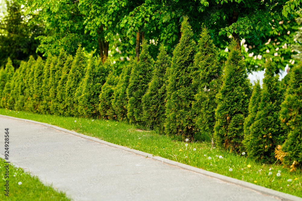 Thuja tree growing in row as green hedge fence along sidewalk in the ...