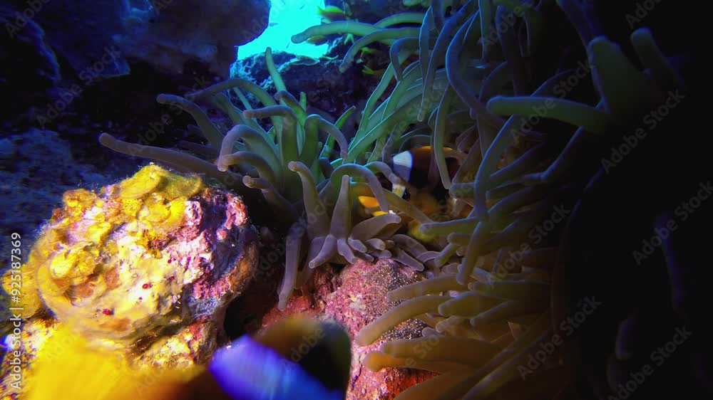 Clownfish eggs. Underwater clownfish (Amphiprion bicinctus) and sea ...