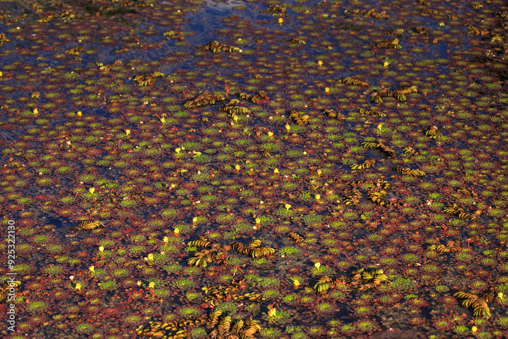 Aquatic plants natural pattern surface. Water caltrop lake. Trapa ...