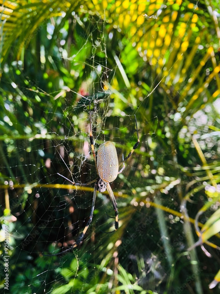 Nephila (banana spider) outside in green nature in her spider web. She ...