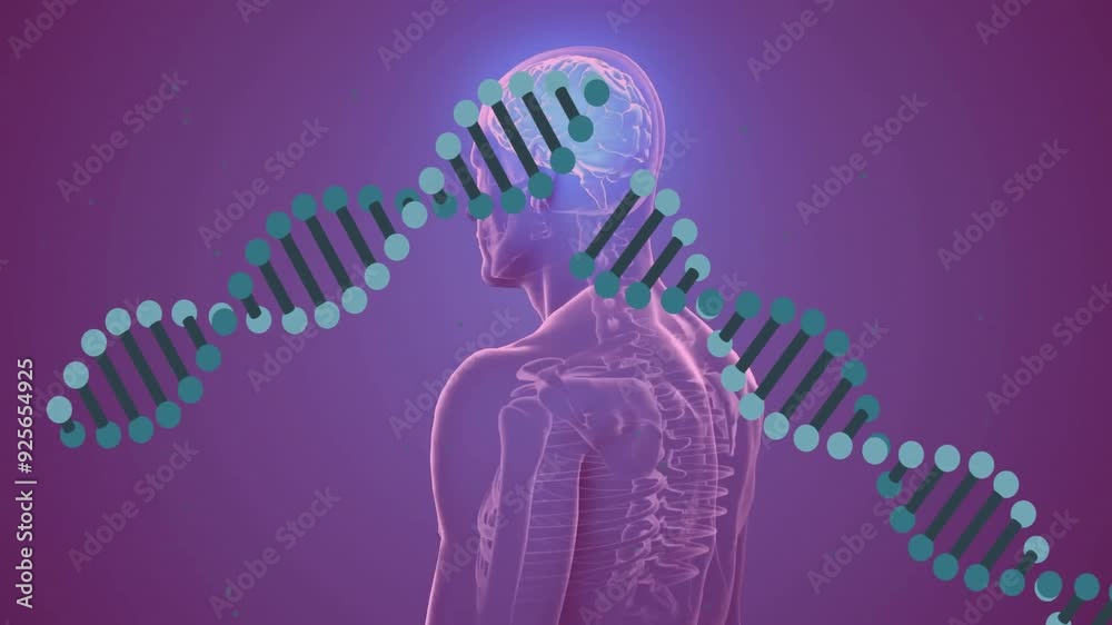 DNA strand animation over human body with skeletal and brain structures ...