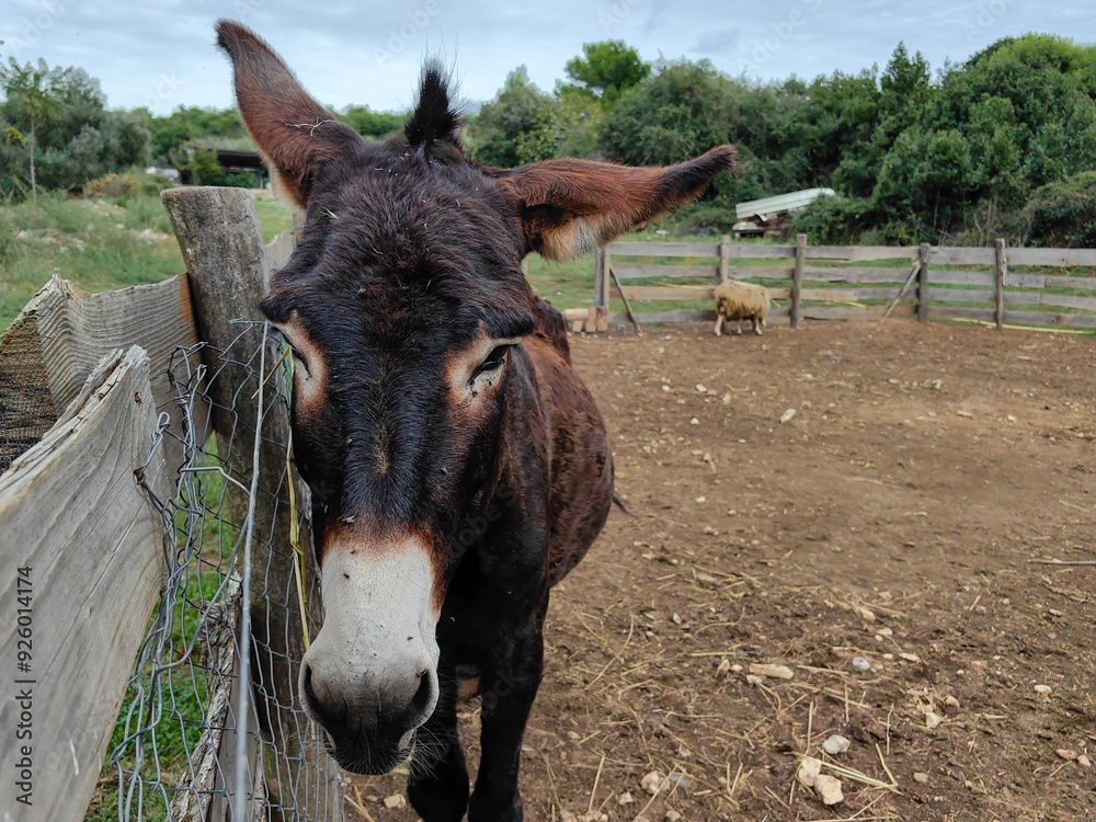 Donkey at the farm in the village in Premantura, in Istria, Croatia ...
