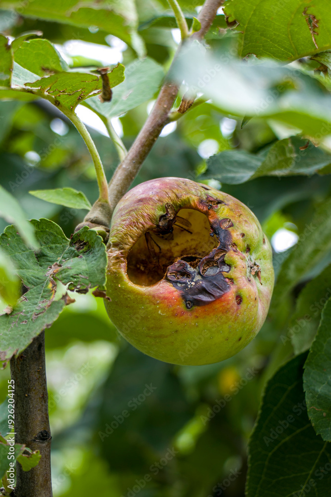 Rotten apple being eaten by wasps and flies. Flies and wasps eat an ...