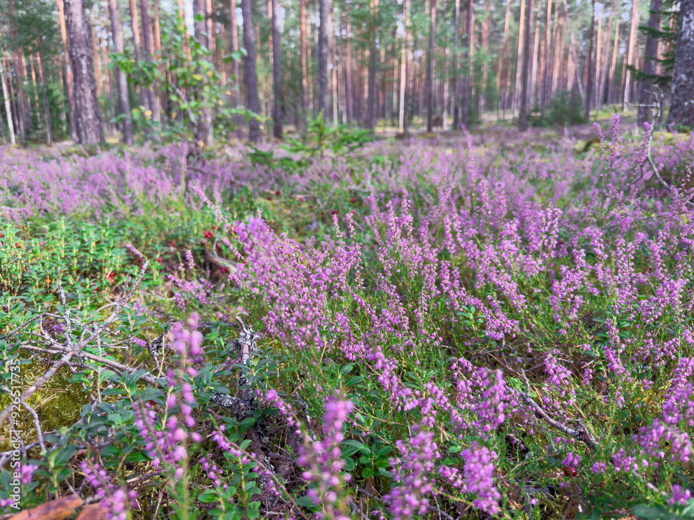 Eco-friendly forest .The ground is covered with patches of lilac ...