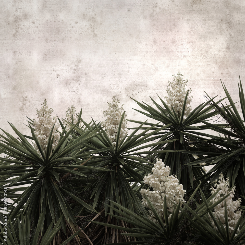 textured stylish old paper background, square, with flowering Yucca ...