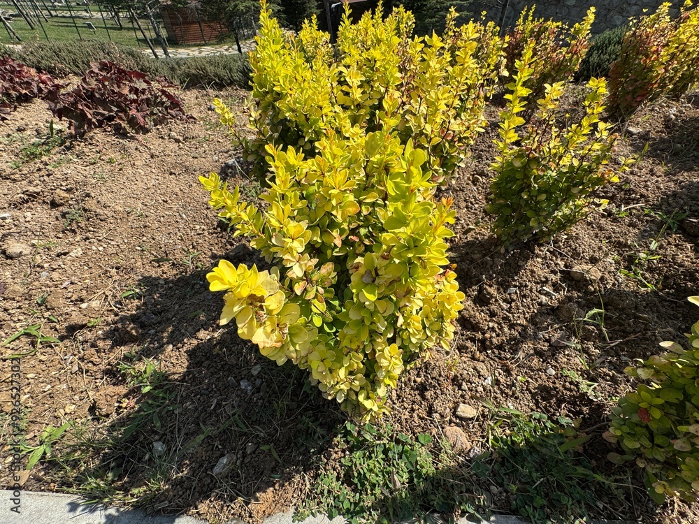 Berberis thunbergii with yellow leaves in the garden. Berberis ...