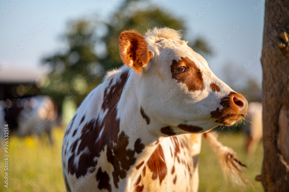 Vache laitière de race Normande en train de brouter l'herbe verte dans ...