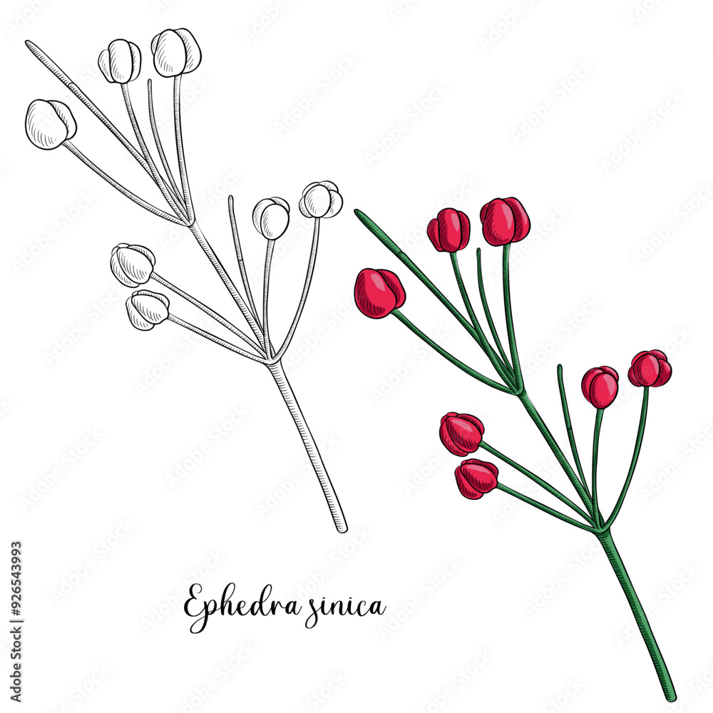 vector drawing plant of Chinese ephedra, Ephedra sinica, Ma Huang, herb ...