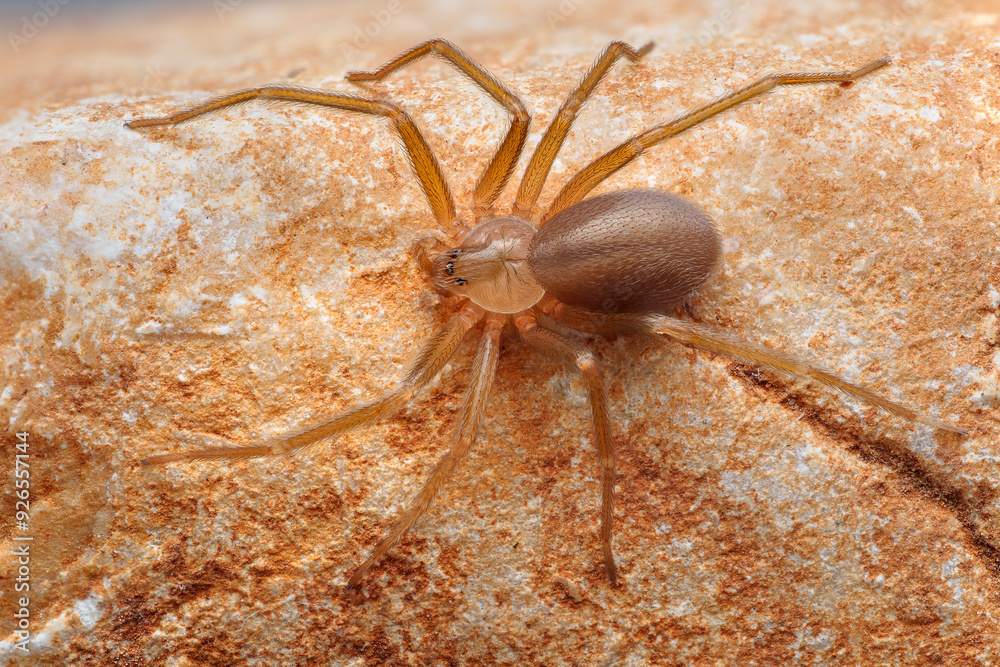 Mediterranean recluse spider, violin spider (Loxosceles rufescens ...