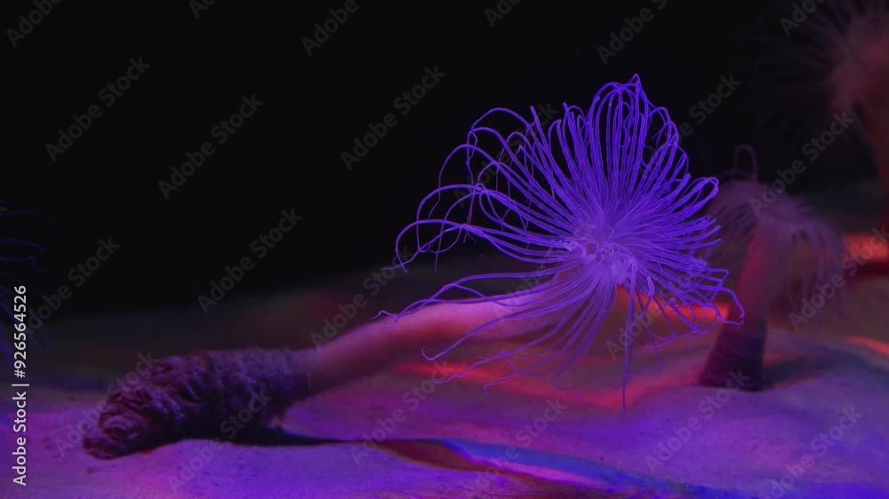 Tube sea anemone lives on bottom of tropical sea among algae corals ...