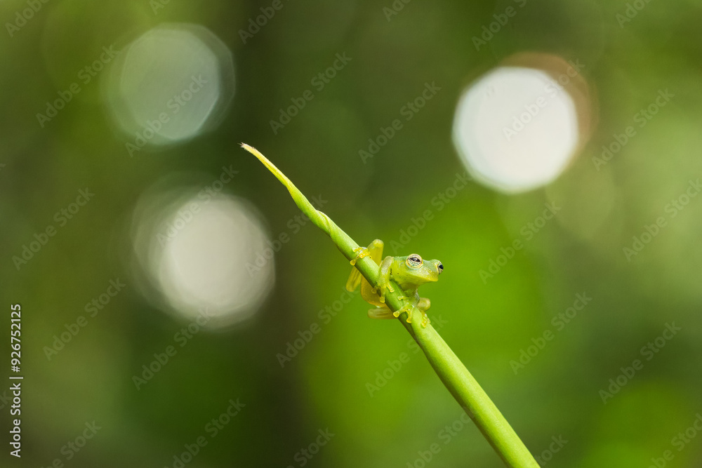 Centrolene prosoblepon is a species of frog in the family Centrolenidae ...