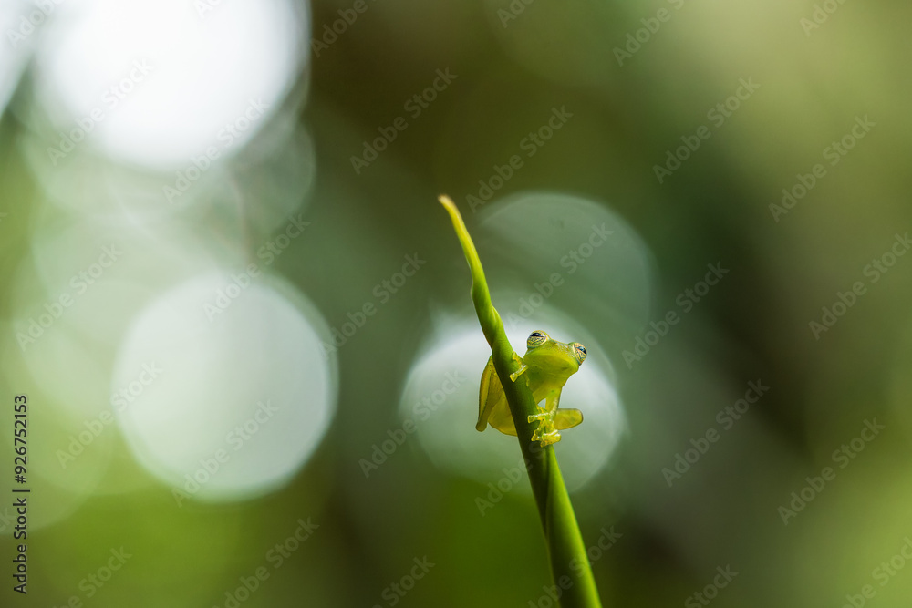 Centrolene prosoblepon is a species of frog in the family Centrolenidae ...