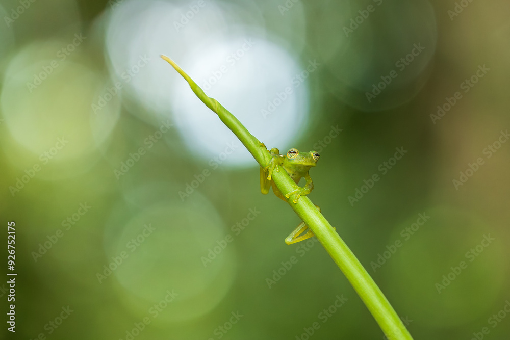 Centrolene prosoblepon is a species of frog in the family Centrolenidae ...