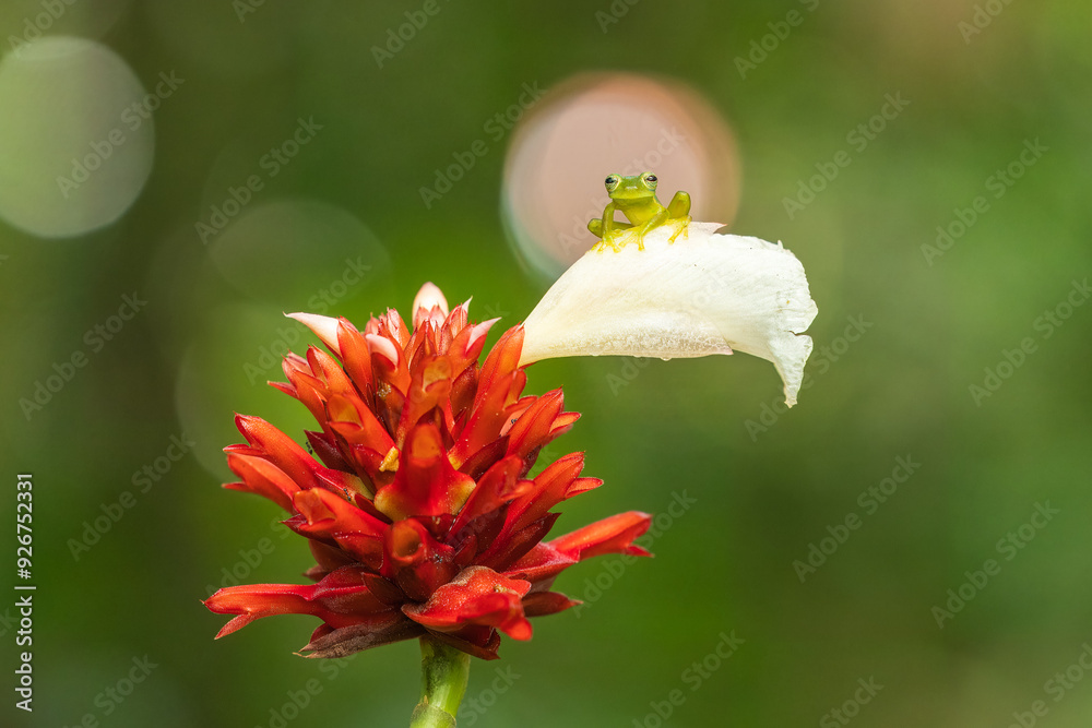 Centrolene prosoblepon is a species of frog in the family Centrolenidae ...