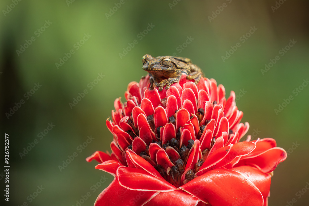 Craugastor fitzingeri is a species of frog in the family Craugastoridae ...