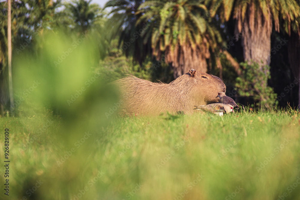 Capibara en Bosque de Barra da Tijuca - Rio de Janeiro, Brasil Stock ...