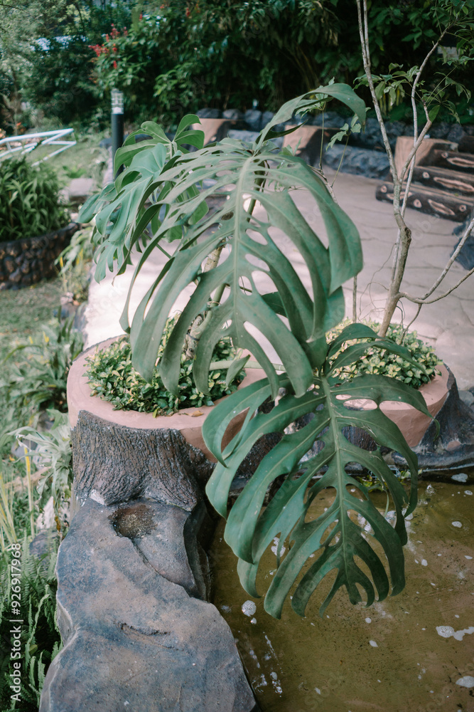 Monstera deliciosa, the Swiss cheese plant or split-leaf philodendron ...
