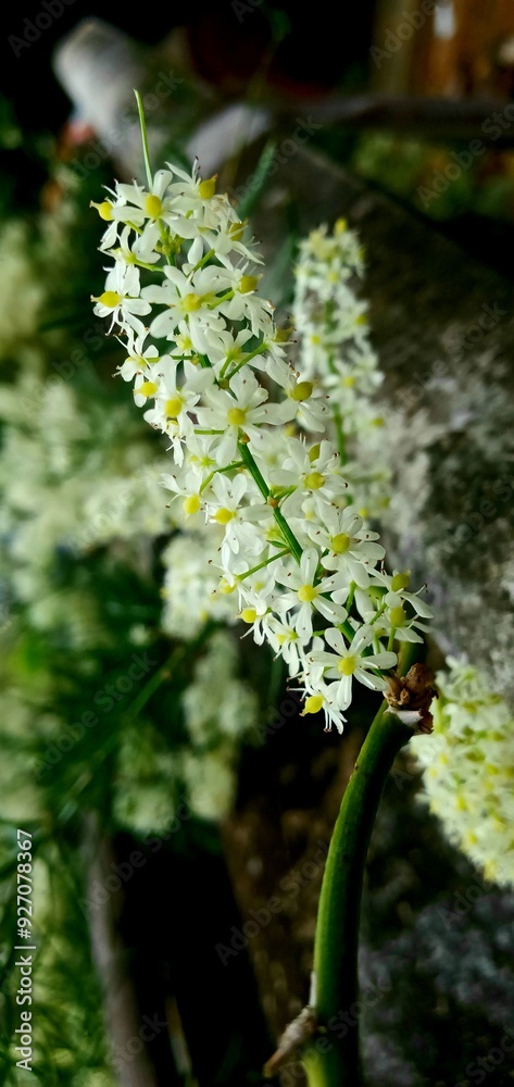 Stenanthium leimanthoides is a non-rhizomatous perennial monocot. The ...