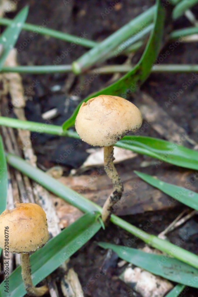 Protostropharia semiglobata or dung roundhead, a brown round head ...