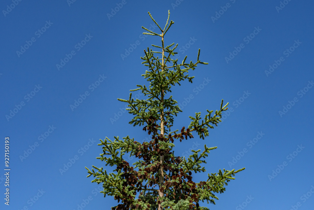 Denali Viewpoint South, Alaska，Picea glauca, the white spruce, is a ...