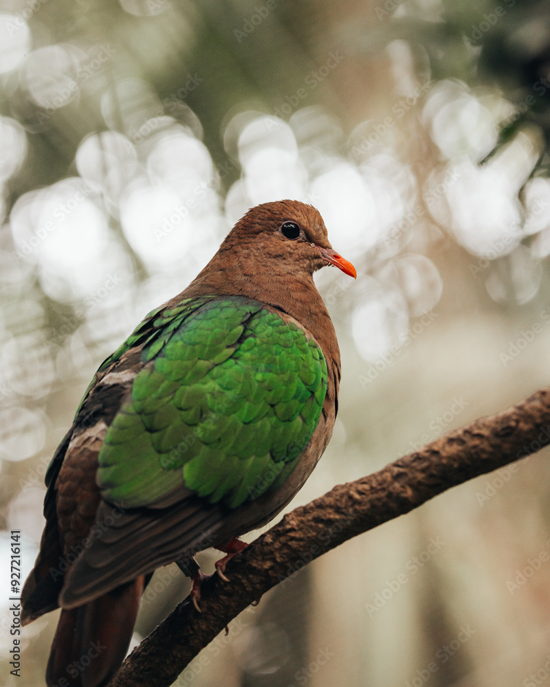 The emerald dove or common emerald dove (Chalcophaps indica), also ...