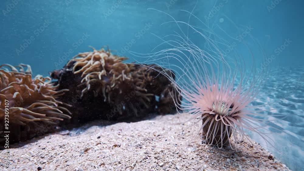 Tube sea anemone lives on bottom of tropical sea among algae corals ...