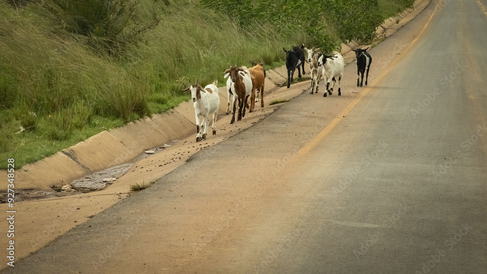 Domestic goats walking along a road, and these free ranging flocks are ...