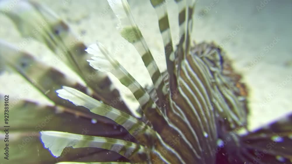 This closeup of a lionfish showcases its vibrant colors and flowing ...