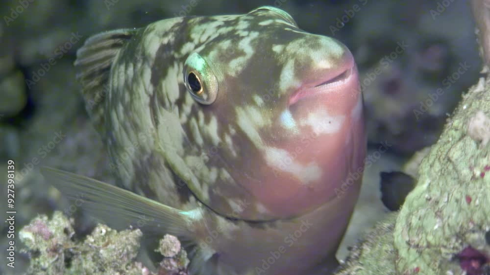 Series of vivid images showcase colorful fish within its coral reef ...