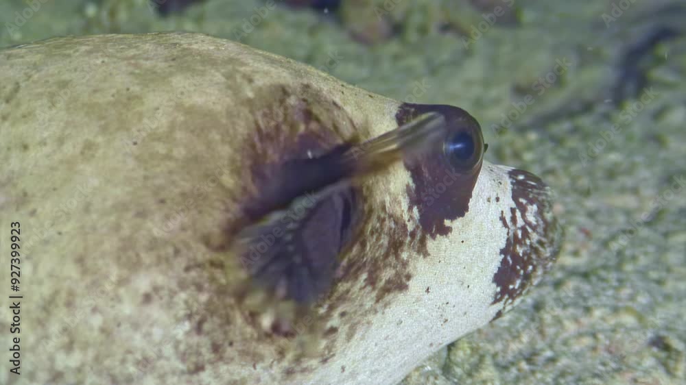 This is captivating and unique underwater photograph showing ...