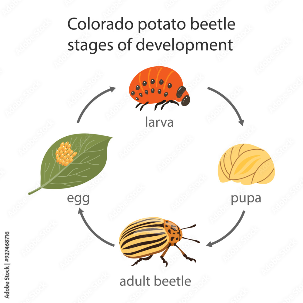 Colorado potato beetle insect development stages. Egg, larva, pupa ...