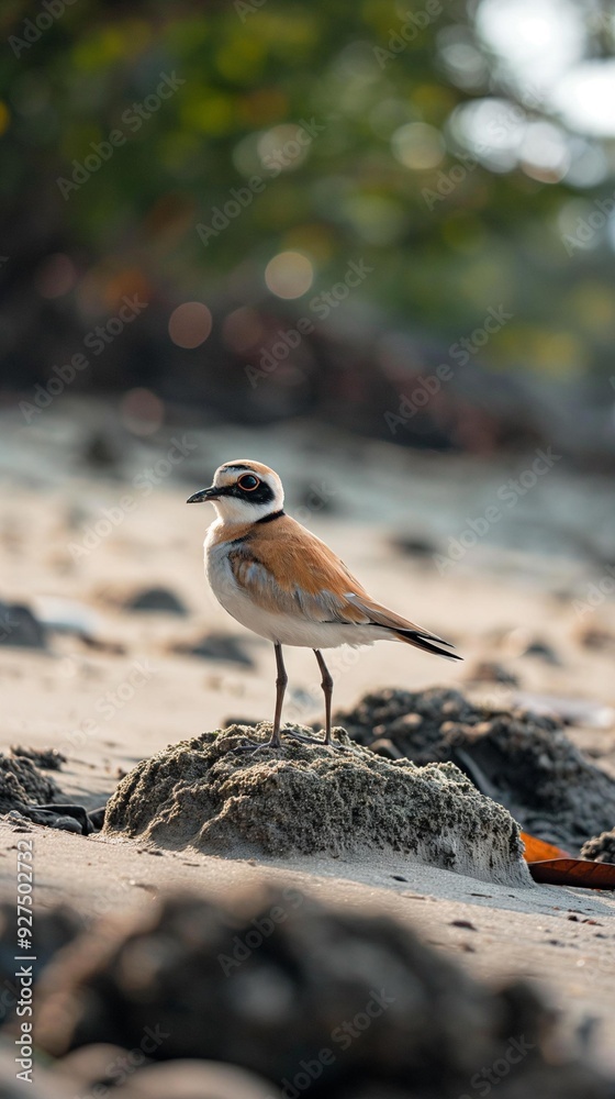 AI generator image of Malaysian Plover bird,Charadrius peroni is a ...