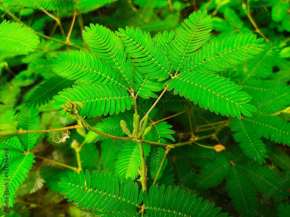 Shy plant. Mimosa pudica is a creeping flowering plant. The sensitive ...