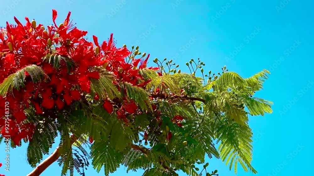 Red Flamboyant tree flowers also known as Royal Poinciana,Delonix regia ...