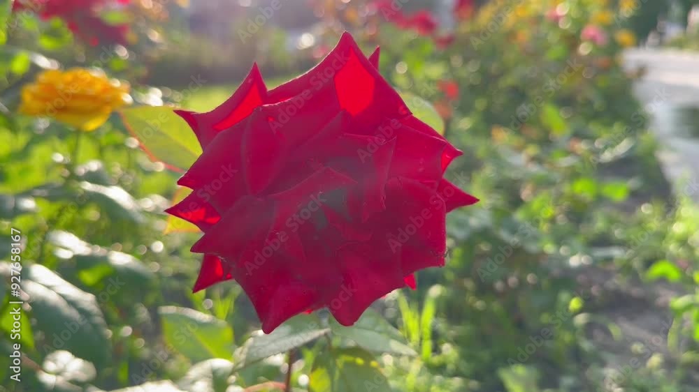 Dark red rose flowers grows on a bush against the background of garden ...