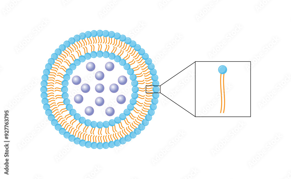 Liposome, with hydrophilic loads. Phospholipids, Drug encapsulation ...