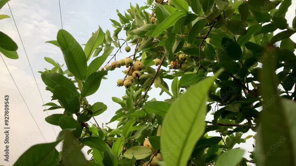 4K video capturing a guava tree filled with ripe, golden-yellow fruits ...