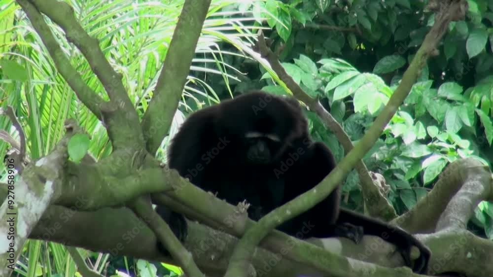 A monkey is sitting on a tree branch. The monkey is looking at the ...