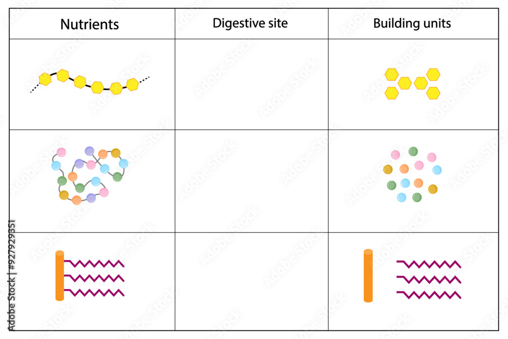 Nutrients, carbohydrates, lipids and proteins. Digestive and absorption ...