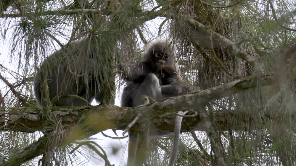 Family of Dusky Leaf Monkey sitting on pine tree in forest. Spectacled ...