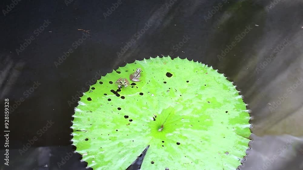 Two small frogs on a floating lily pad on a small pond in the Entopia ...