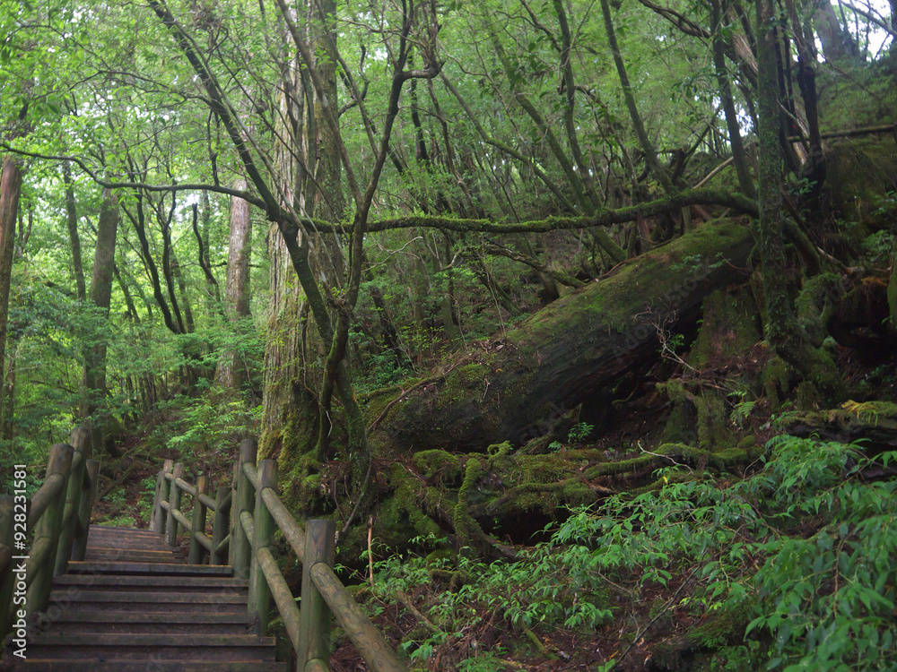 Footpath among the relic yakusugi cedar and giant fallen tree overgrown ...