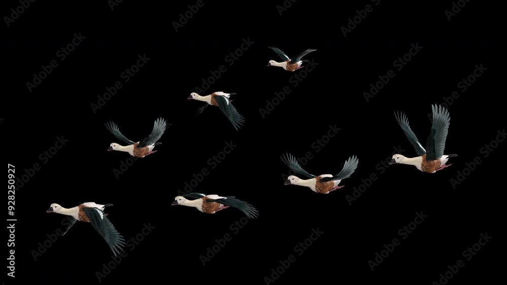 Wedge of 7 Orinoco Geese - Flock of Seven Wild Waterfowl Birds - South ...
