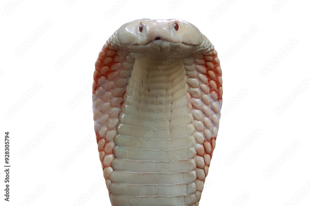 Lucy leucistic monocled cobra (Naja kaouthia) closeup head. Closeup ...