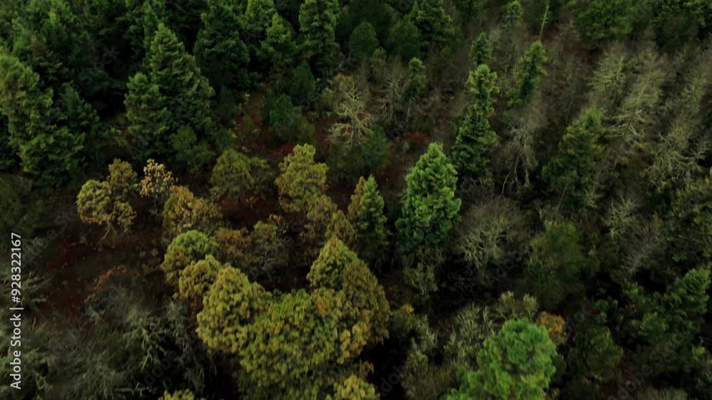 Top-down drone flight over pine tree canopy reveals high-altitude peaks ...