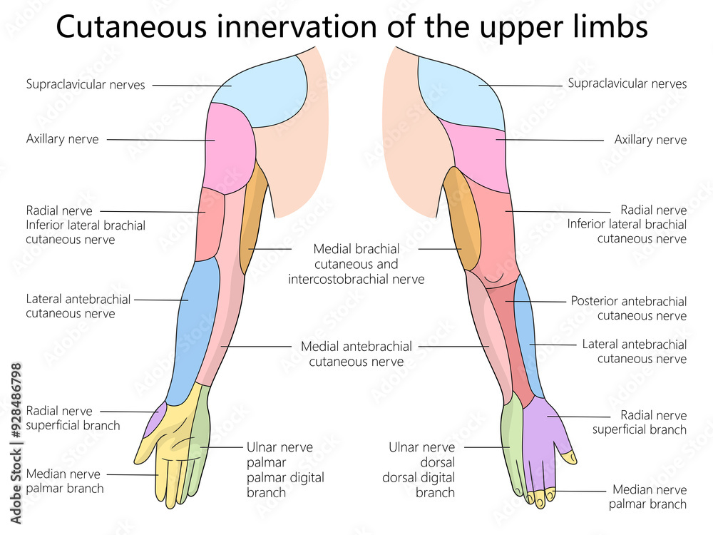 Plakat, Poster upper limbs showing the cutaneous nerve innervation ...