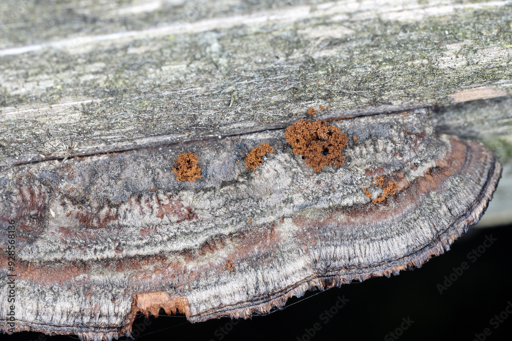 Fungus rusty gilled polypore (Gloeophyllum sepiarium) colonized by ...