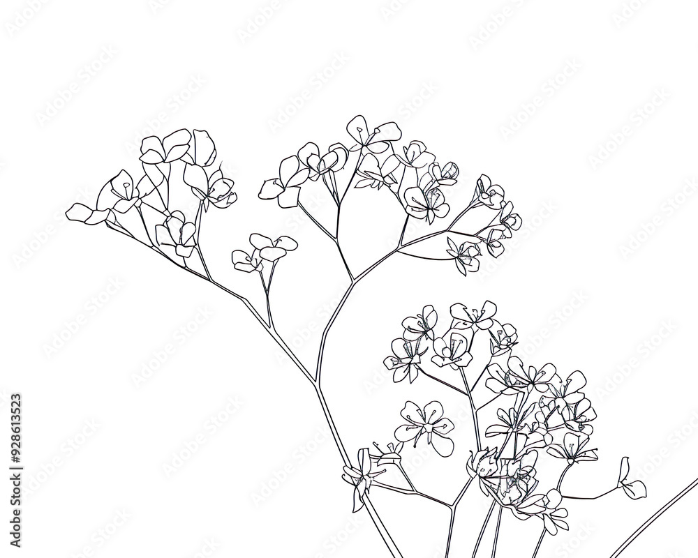 Baby's Breath - flowers, line art, drawing, black and white, simple ...