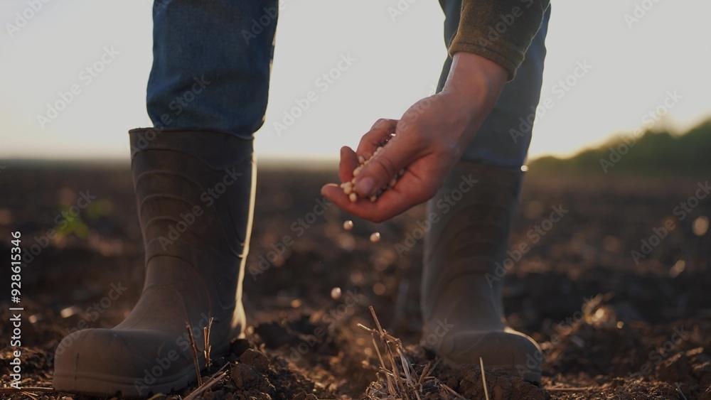 Agriculture. Hand planting a grain of soybeans. Farm man crop concept ...