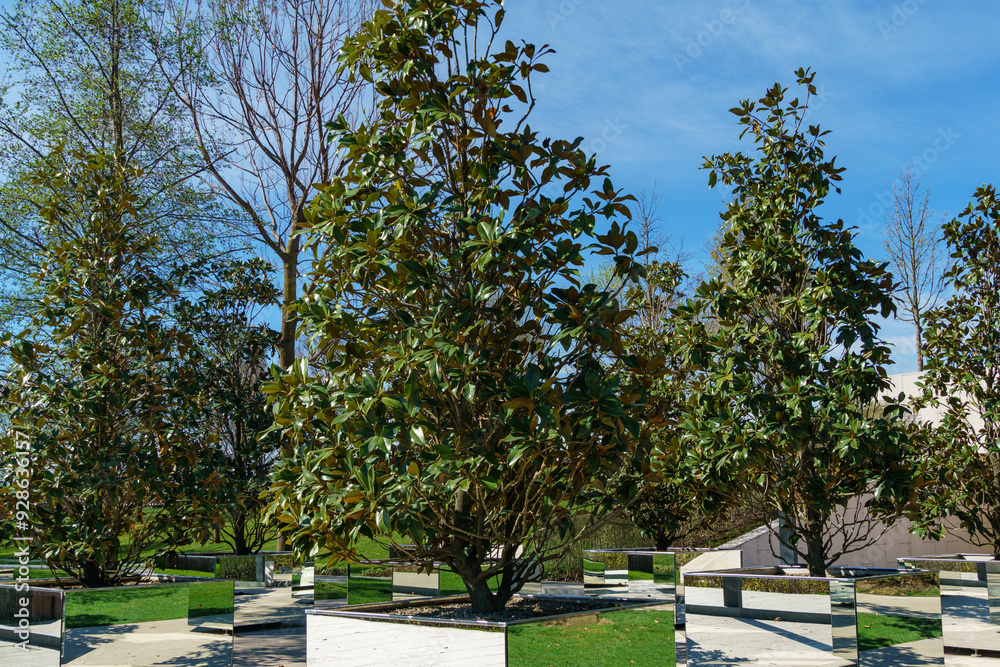 Evergreen Southern Magnolia (Magnolia Grandiflora) trees in original ...